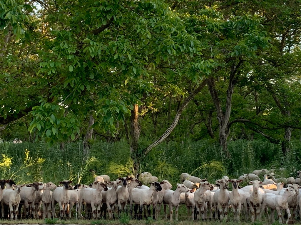 Heartwood Farms – “Let the beauty we love be what we do. There are ...